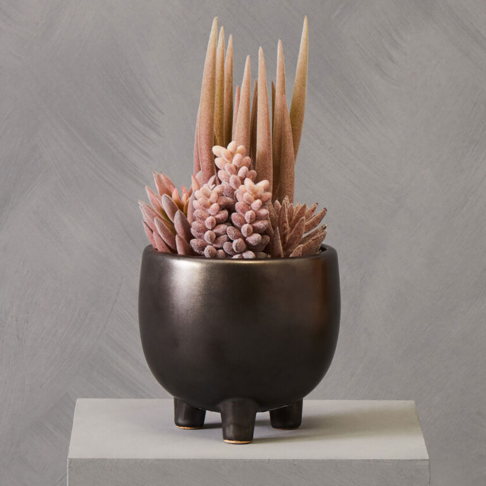 Fiori Mixed Succulents In Grey Small Ceramic Pot – Julian Charles Home